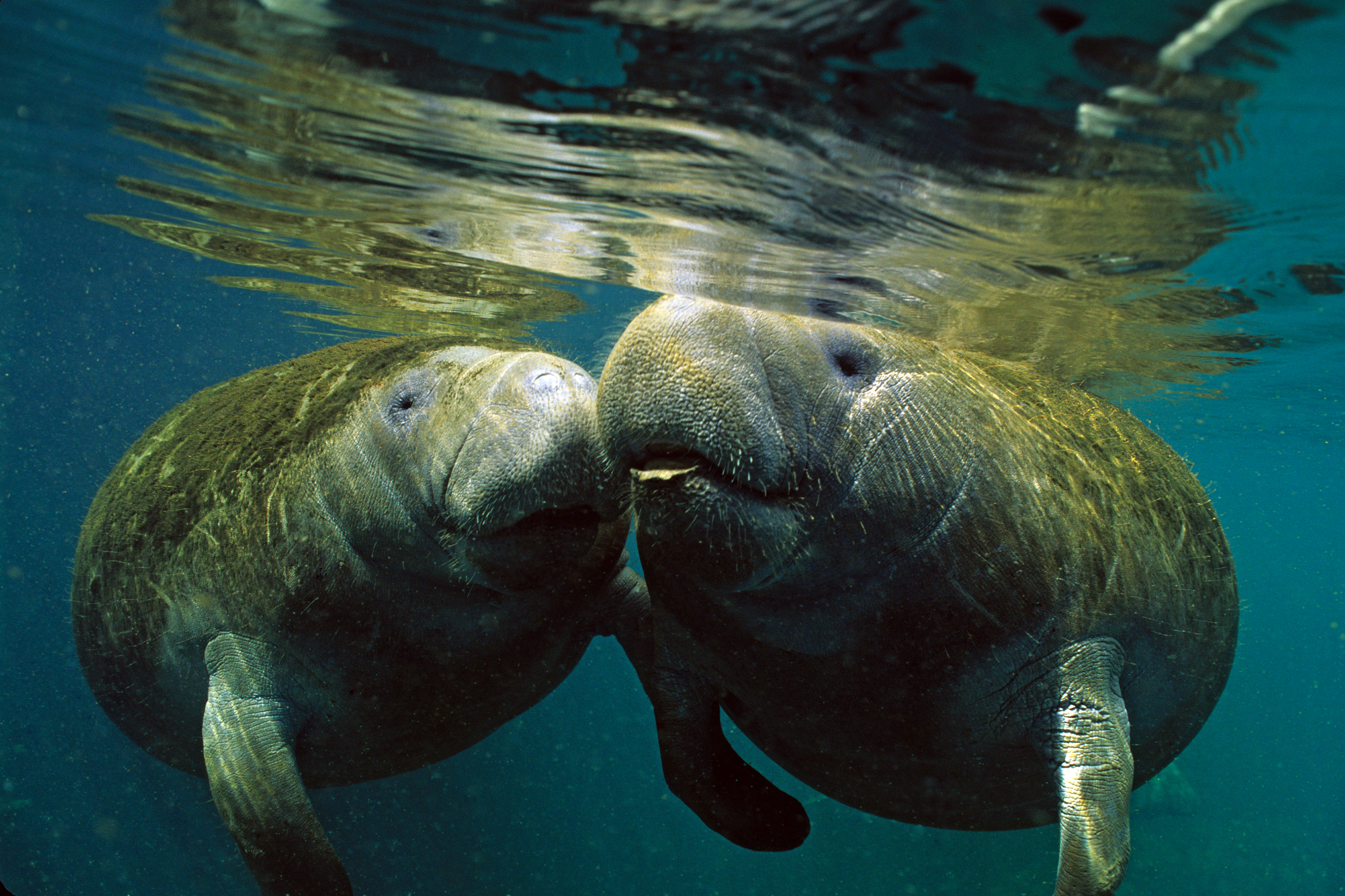 5-facts-about-wildlife-conservation-defenders-of-wildlife